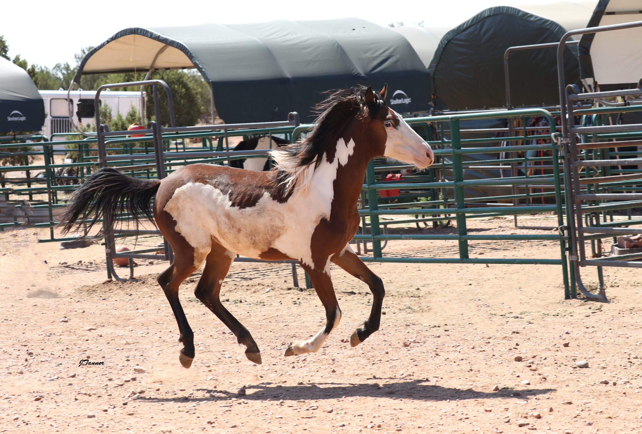 Holy Ghost Ranch, Inc. | Taylor, Arizona